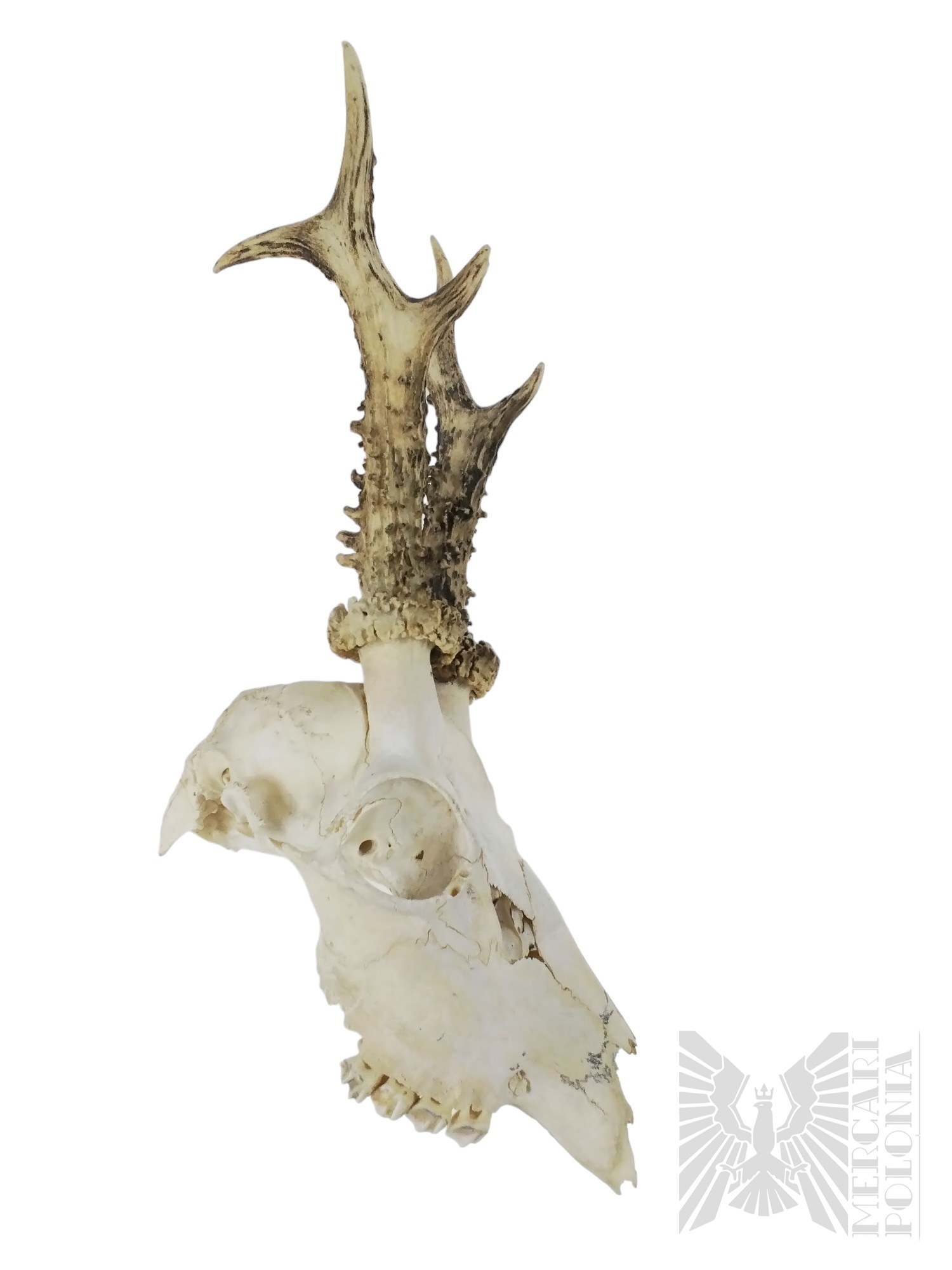 Czaszka Sarny z Rogami - Aukcja internetowa / Licytacja online - Cena ...