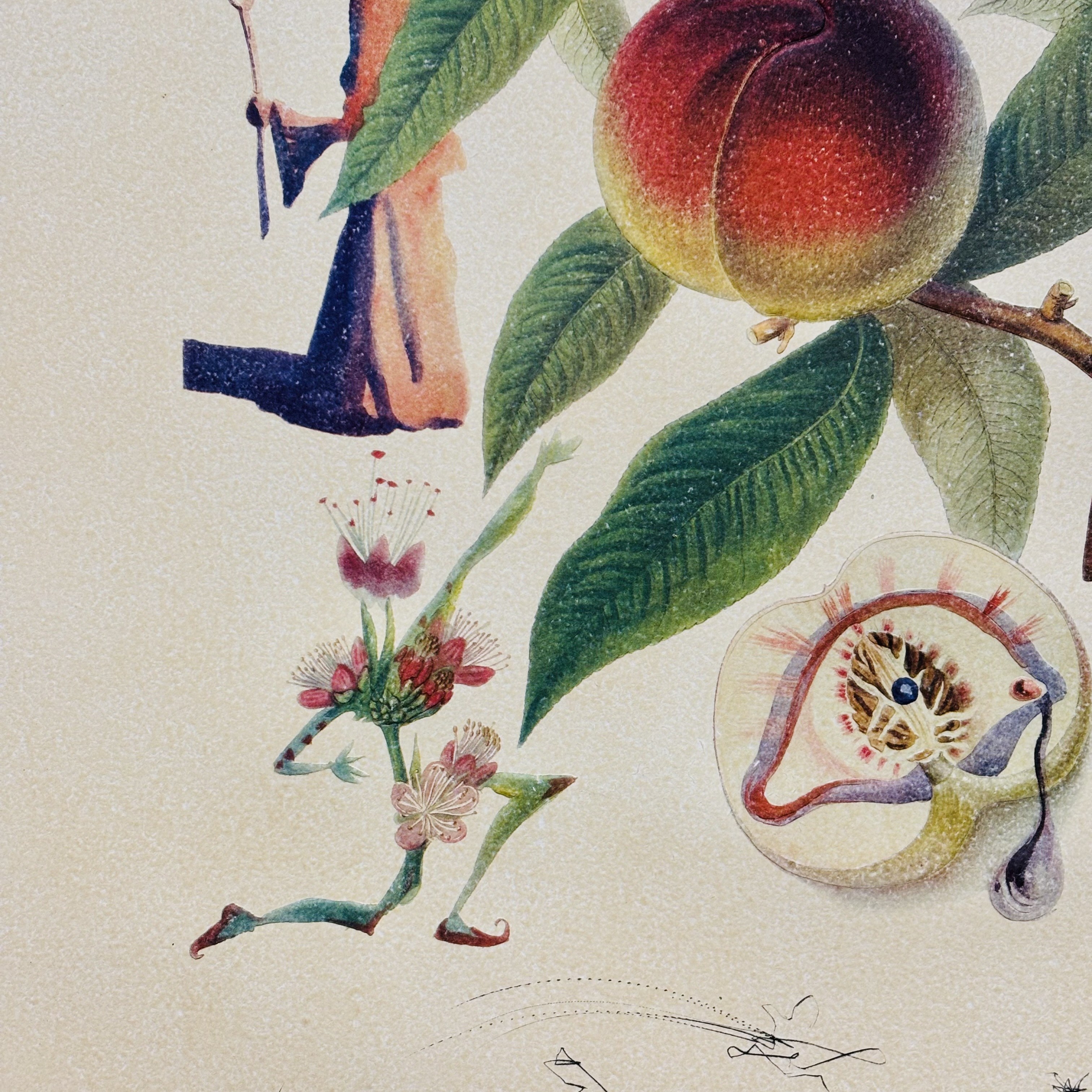 Salvador DALI (1904-1989), Flordali, Pécheur Pénitent (Skruszona ...